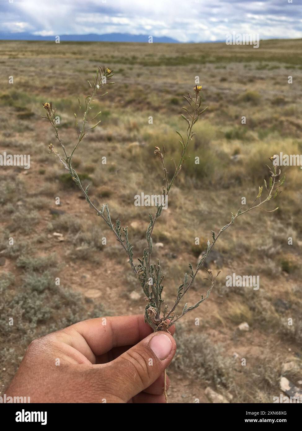 Western Tansymustard (Descurainia pinnata) Plantae Stock Photo - Alamy