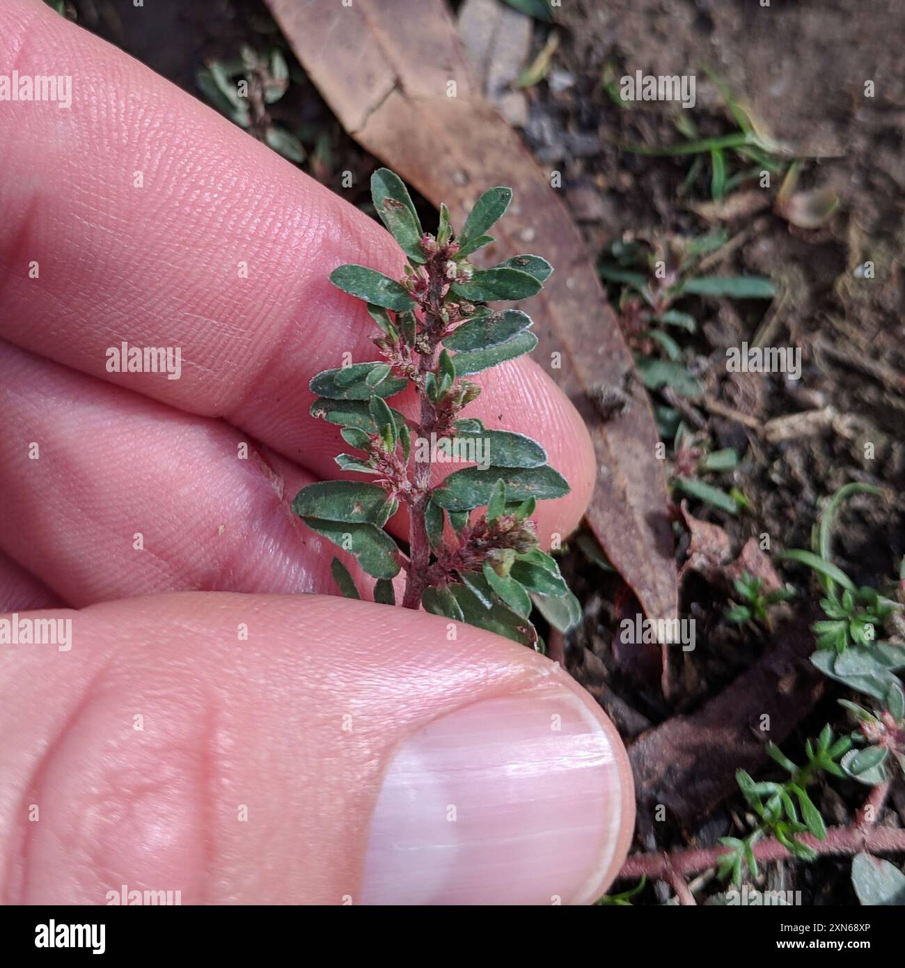 Spotted spurge (Euphorbia maculata) Plantae Stock Photo - Alamy