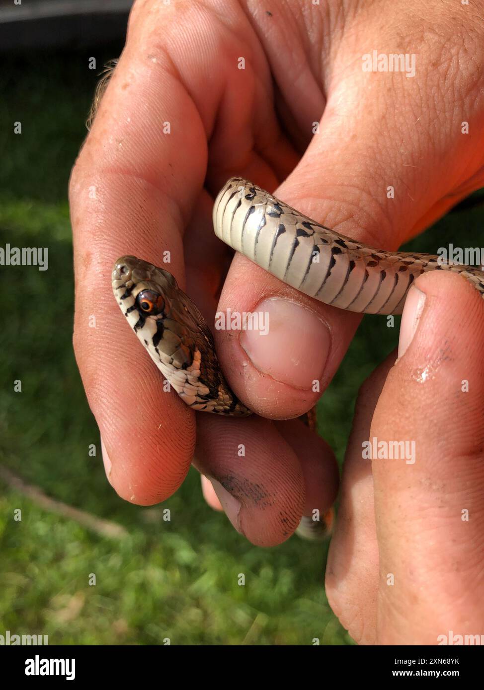 Checkered Garter Snake (Thamnophis marcianus) Reptilia Stock Photo - Alamy