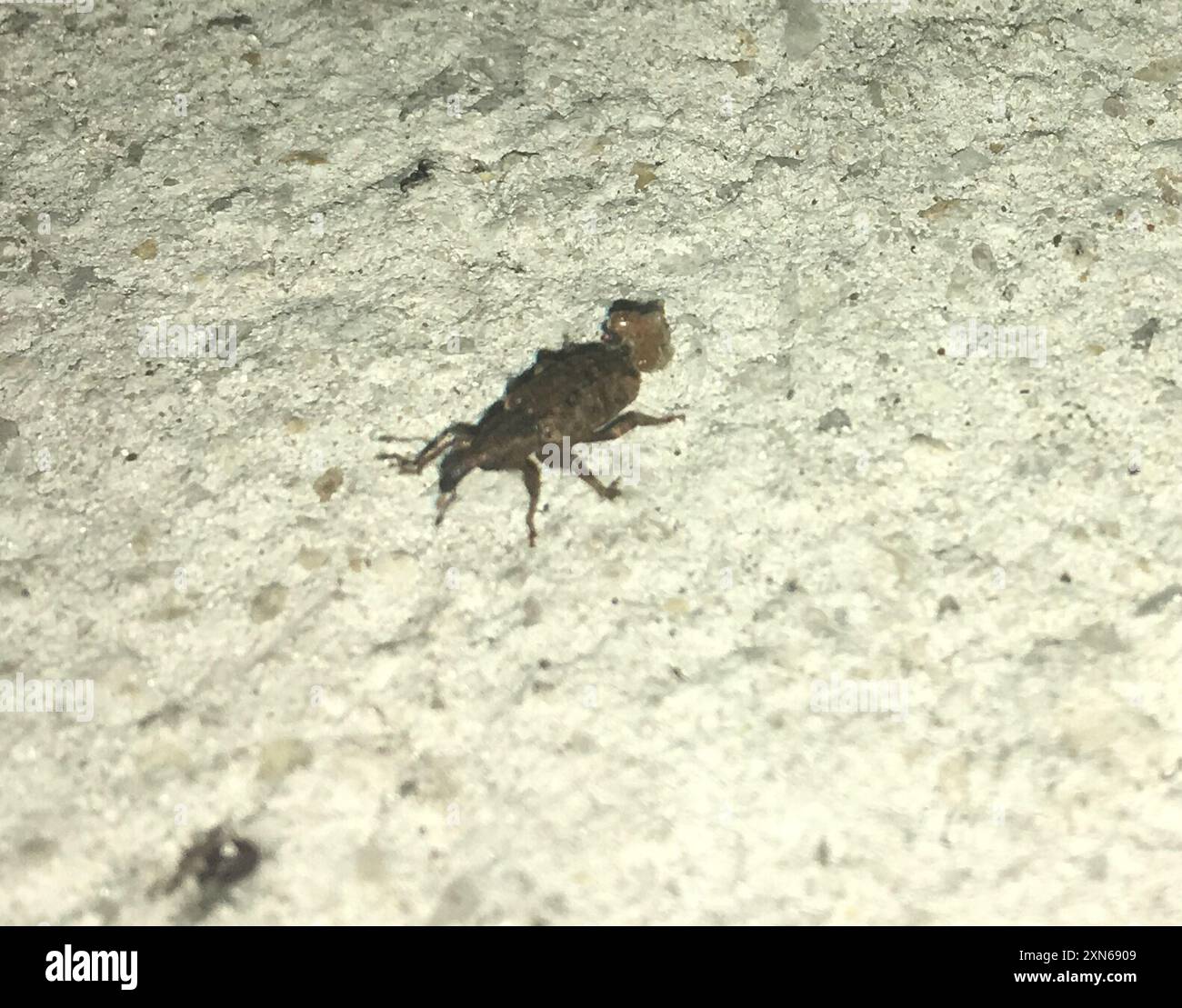 Listronotus hi-res stock photography and images - Alamy