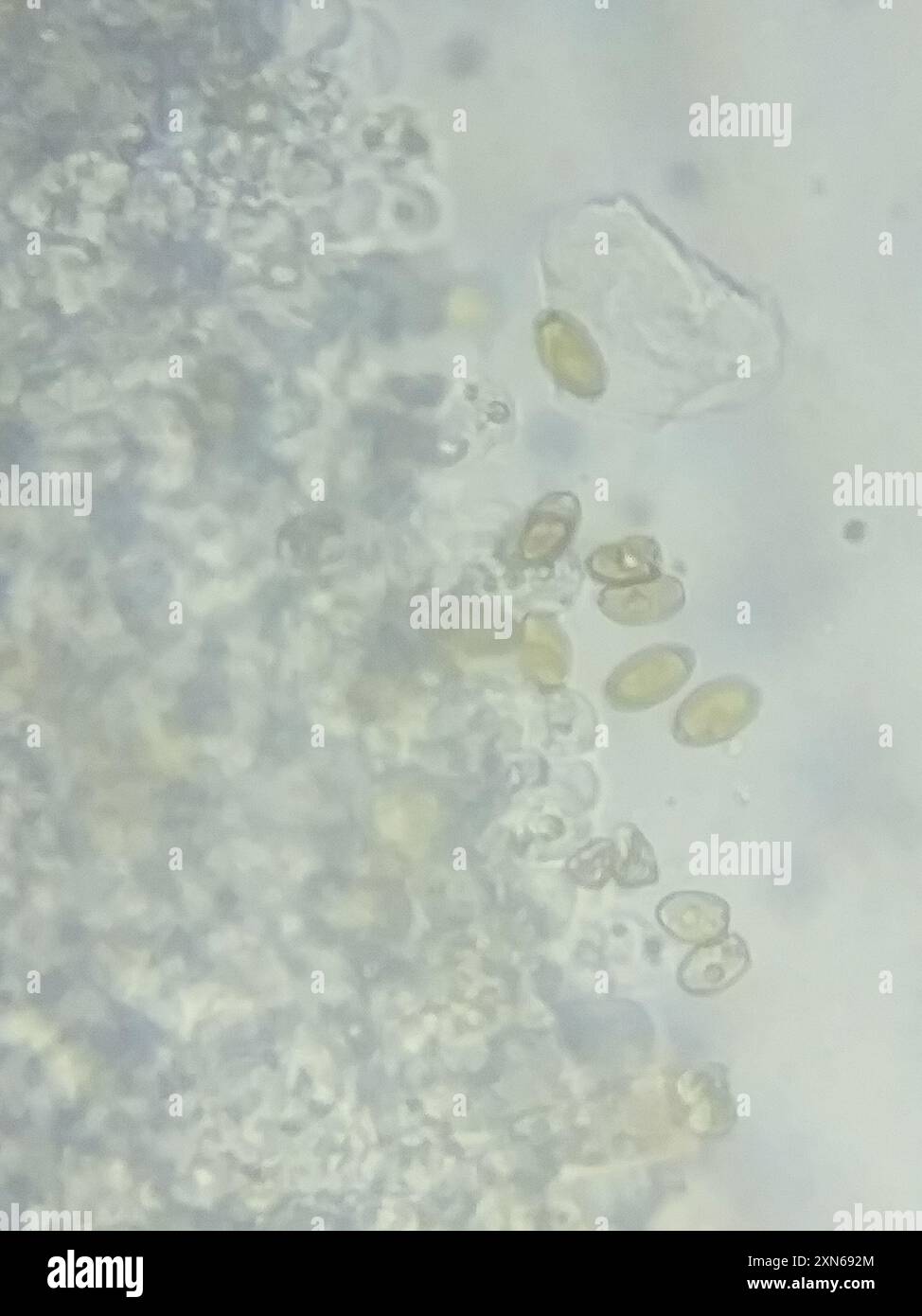 Bolbitius coprophilus hi-res stock photography and images - Alamy