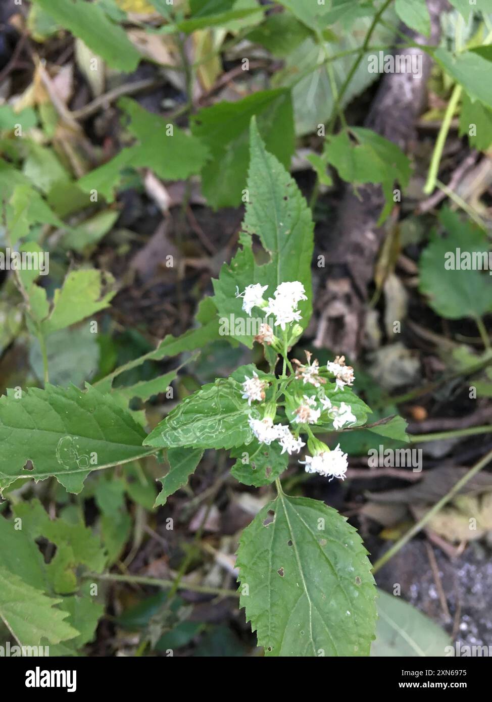 white snakeroot (Ageratina altissima) Plantae Stock Photo - Alamy
