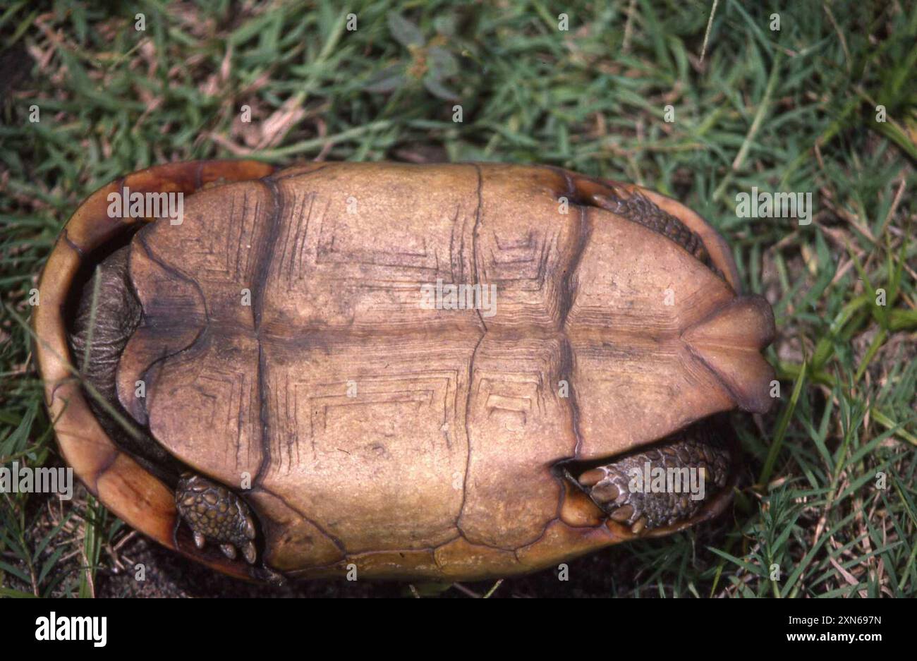 Speke's Hinge-back Tortoise (Kinixys spekii) Reptilia Stock Photo - Alamy