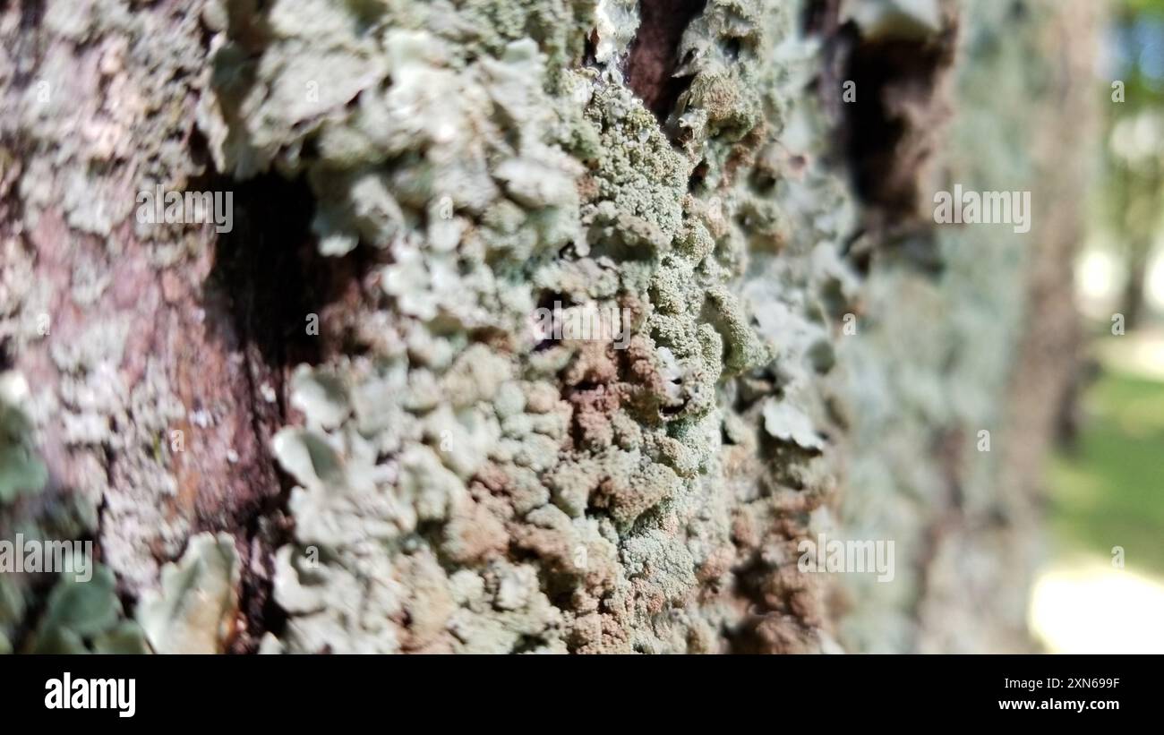 typical shield lichens (Parmelioideae) Fungi Stock Photo - Alamy