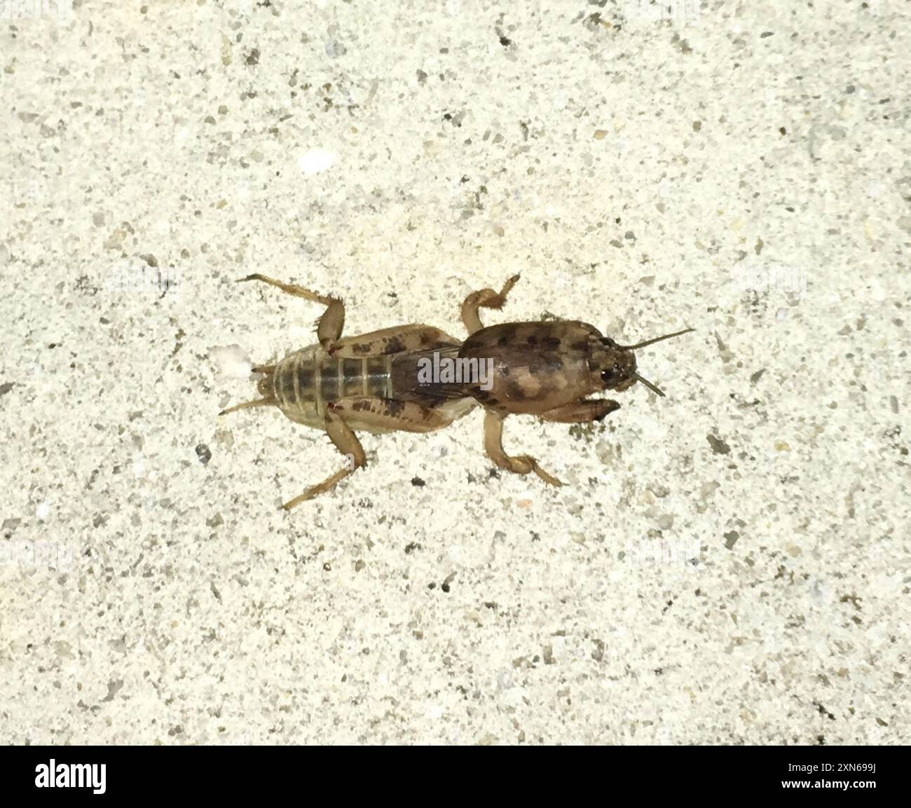 Lesser Short-winged Mole Cricket (Neoscapteriscus abbreviatus) Insecta ...