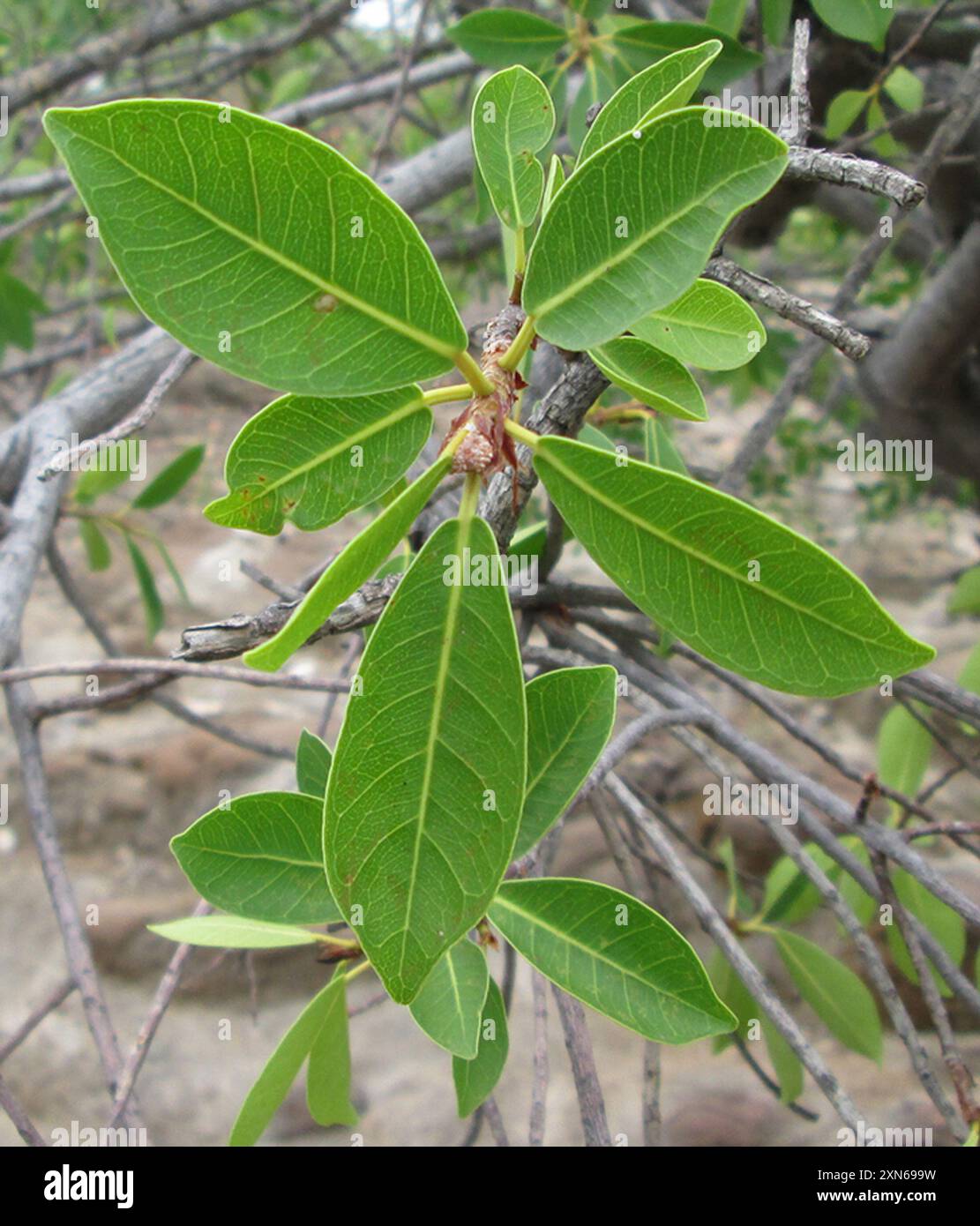 Common Wild Fig (Ficus burkei) Plantae Stock Photo - Alamy