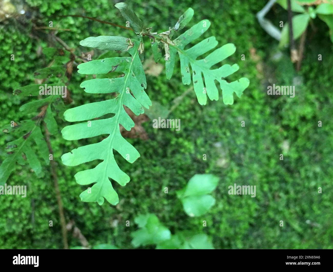 polypody family (Polypodiaceae) Plantae Stock Photo - Alamy