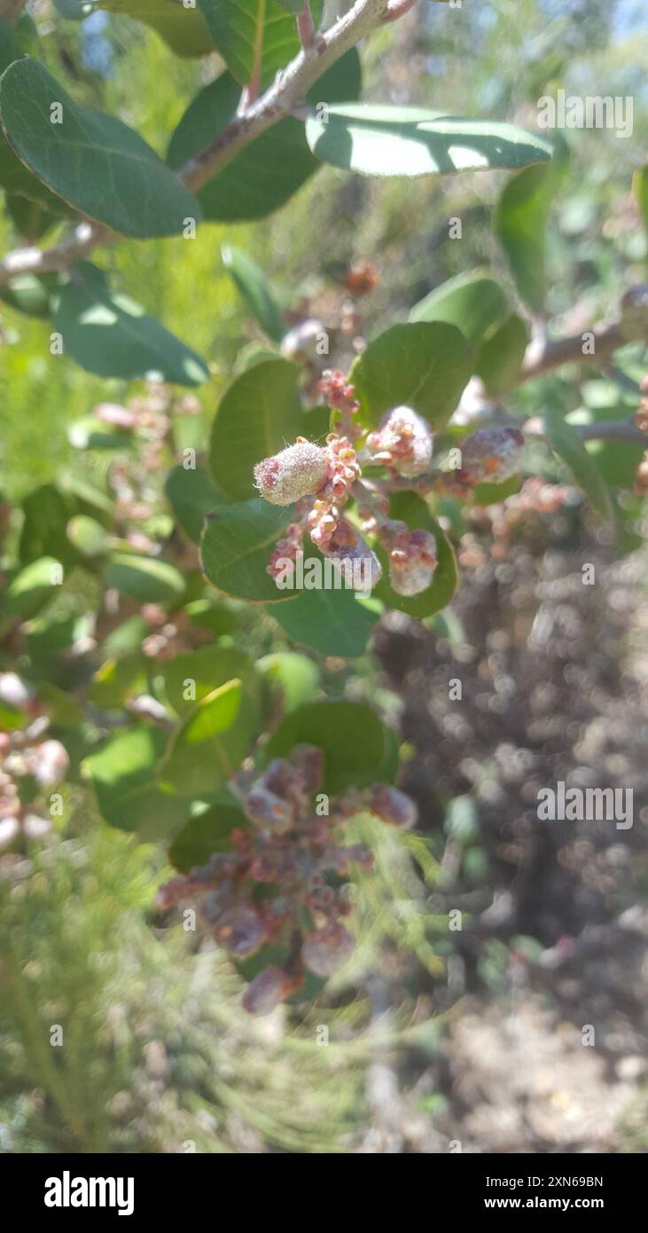lemonade berry (Rhus integrifolia) Plantae Stock Photo - Alamy