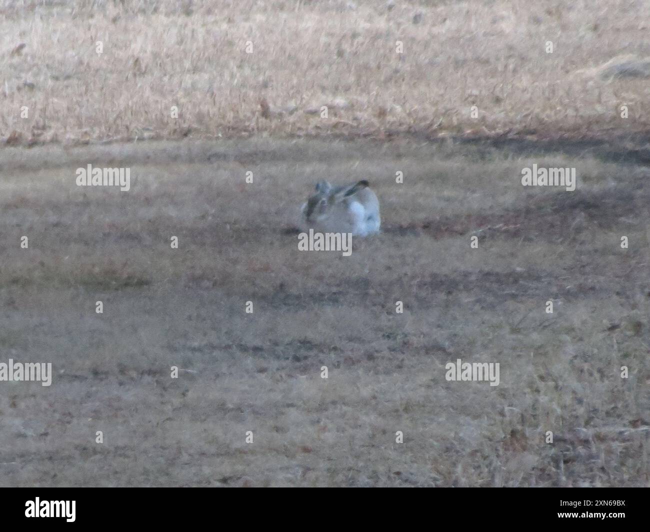 White-tailed Jackrabbit (Lepus townsendii) Mammalia Stock Photo - Alamy