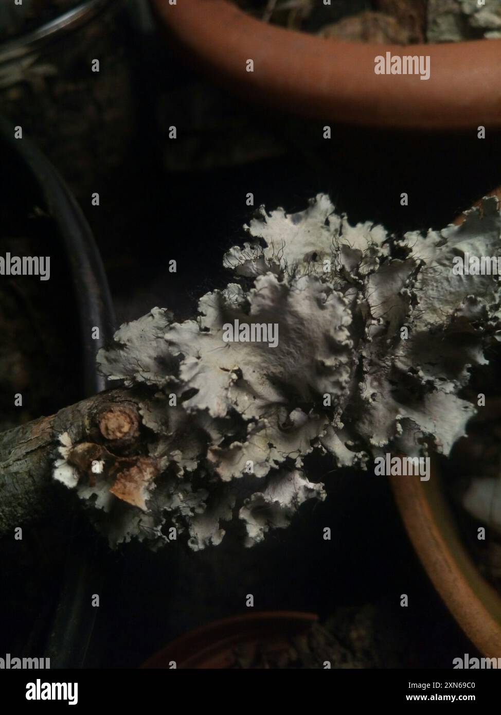 Ruffle Lichens (Parmotrema) Fungi Stock Photo - Alamy