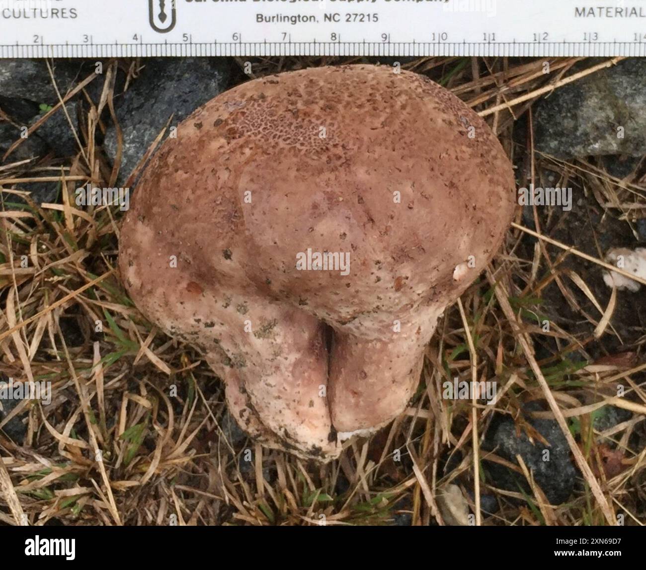Purple-spored Puffball (Calvatia cyathiformis) Fungi Stock Photo - Alamy