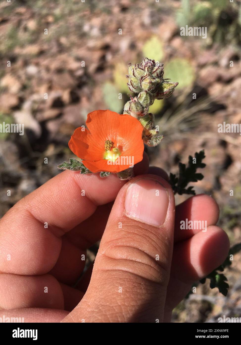 caliche globemallow (Sphaeralcea laxa) Plantae Stock Photo - Alamy