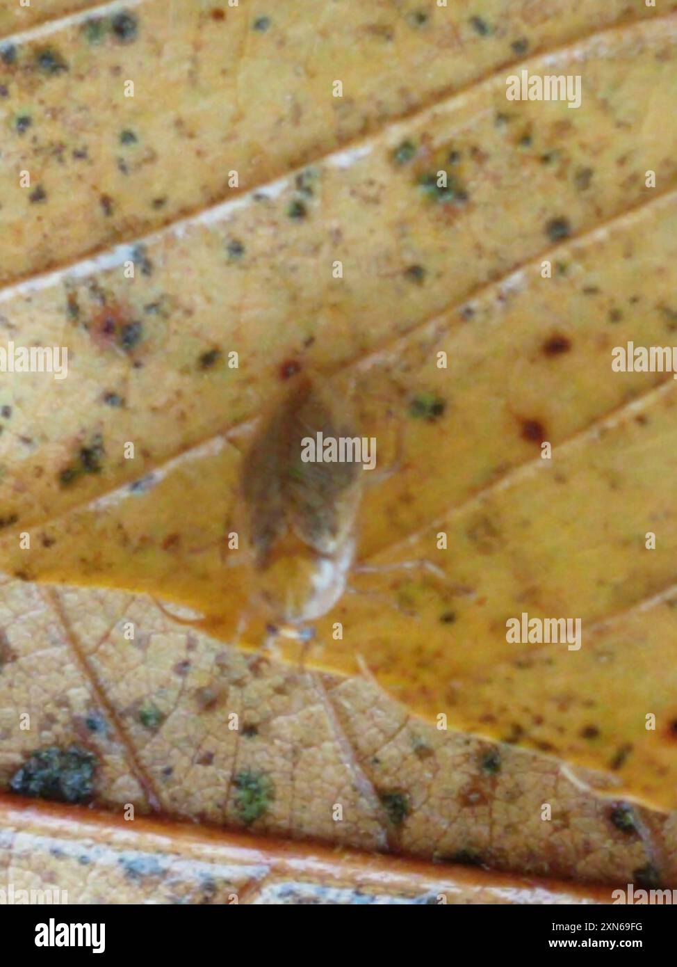 Giant and Wood Cockroaches (Blaberoidea) Insecta Stock Photo - Alamy