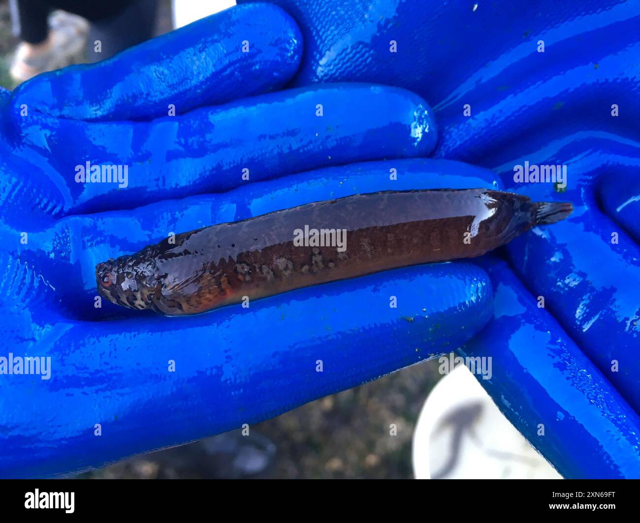 Mosshead warbonnet hi-res stock photography and images - Alamy