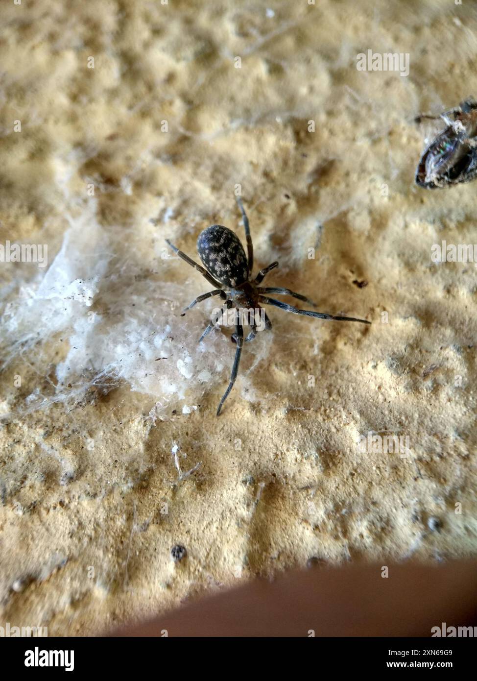 Spiders (Araneae) Arachnida Stock Photo - Alamy