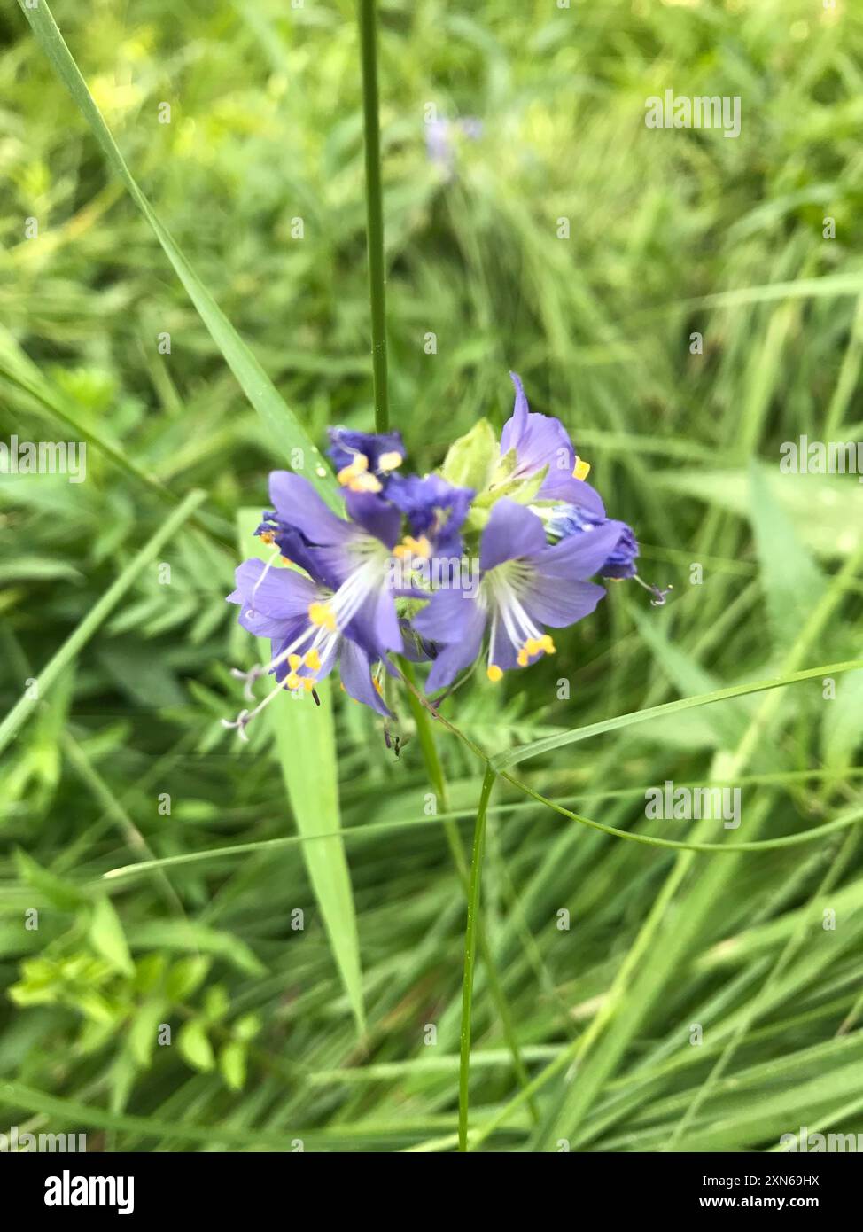 western Jacob's ladder (Polemonium occidentale) Plantae Stock Photo - Alamy