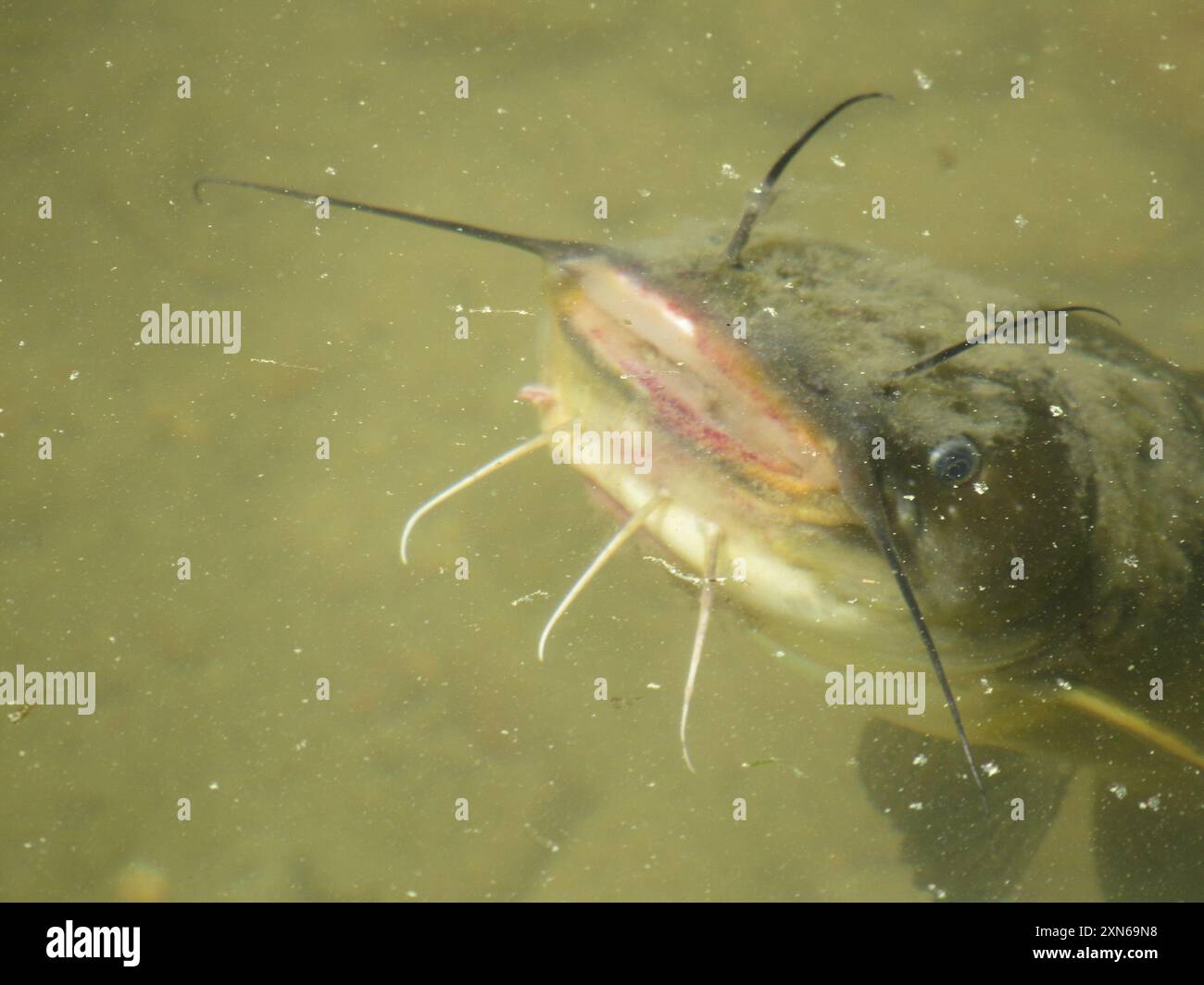 Yellow Bullhead (Ameiurus natalis) Actinopterygii Stock Photo - Alamy