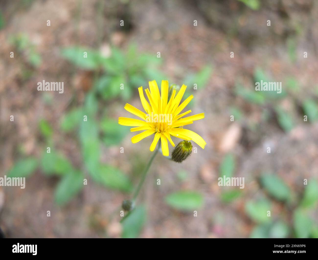 Wall hawkweed hieracium murorum hi-res stock photography and images - Alamy