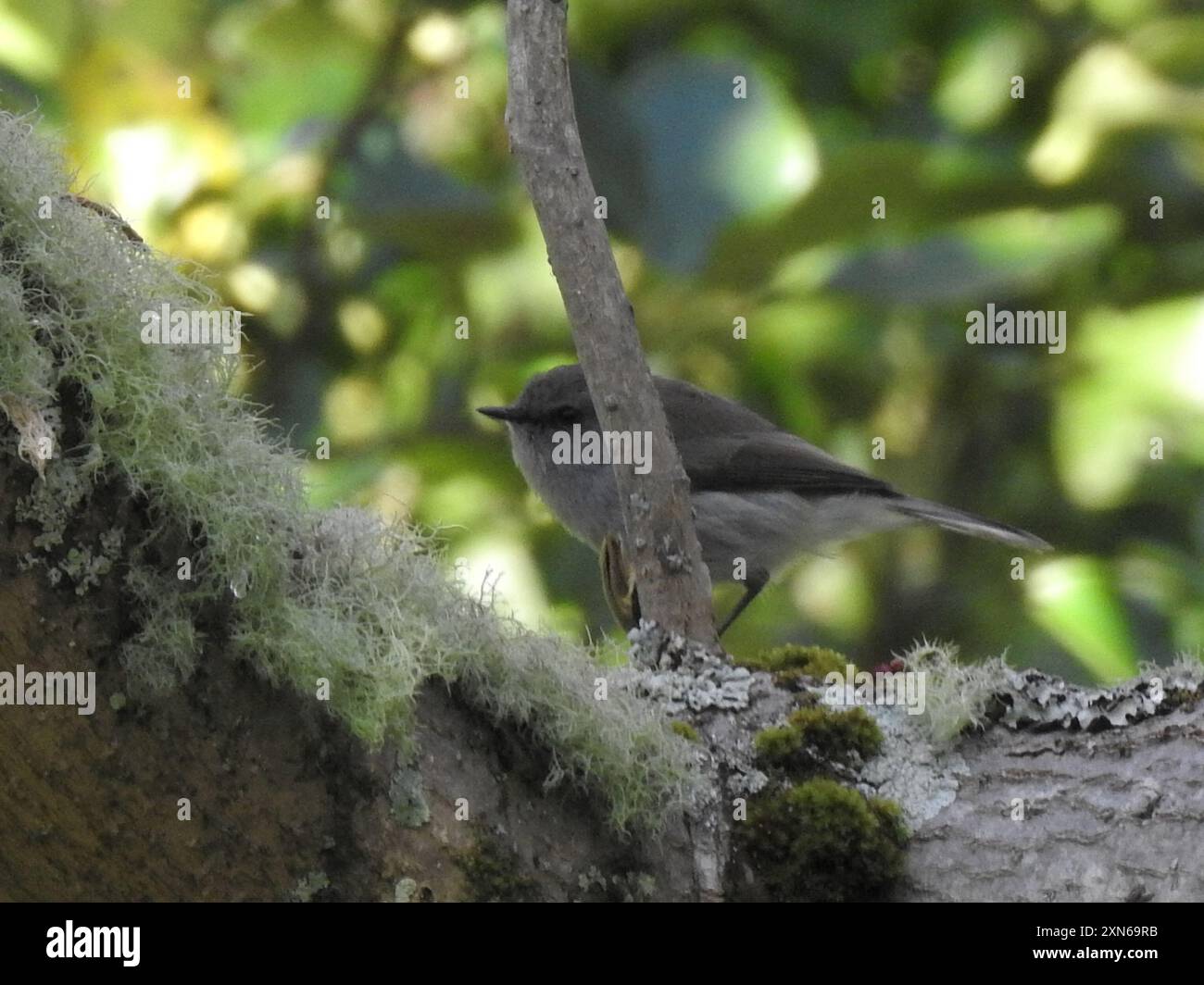 Igata gerygone hi-res stock photography and images - Alamy