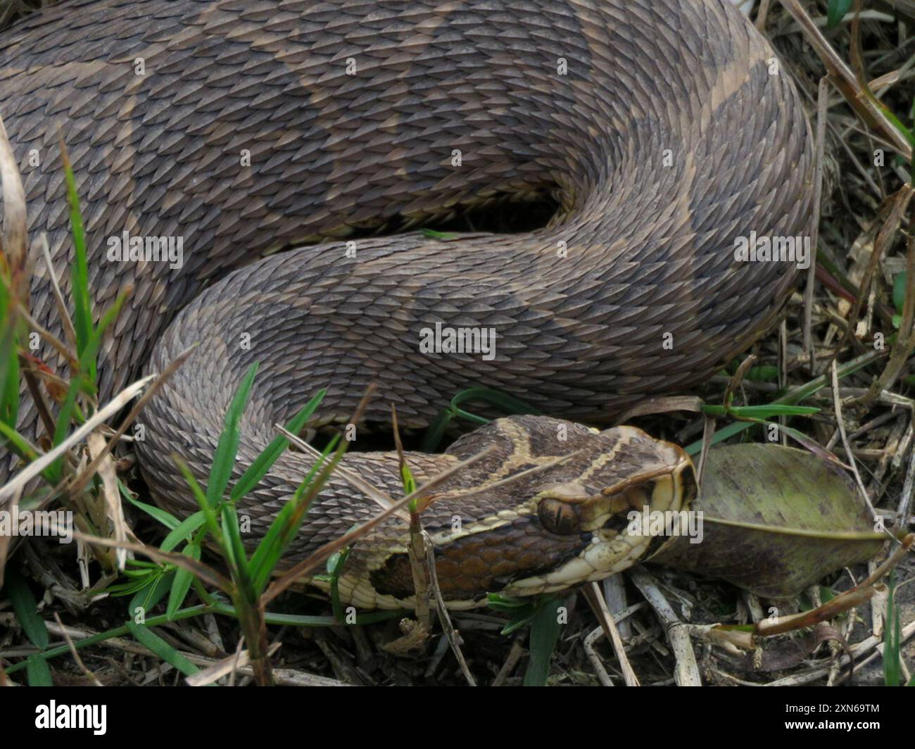 Urutu Lancehead (Bothrops alternatus) Reptilia Stock Photo - Alamy