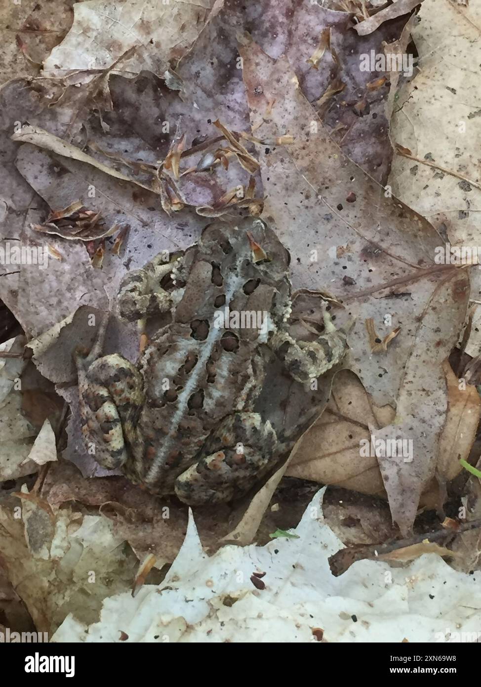 Eastern American Toad (Anaxyrus americanus americanus) Amphibia Stock ...