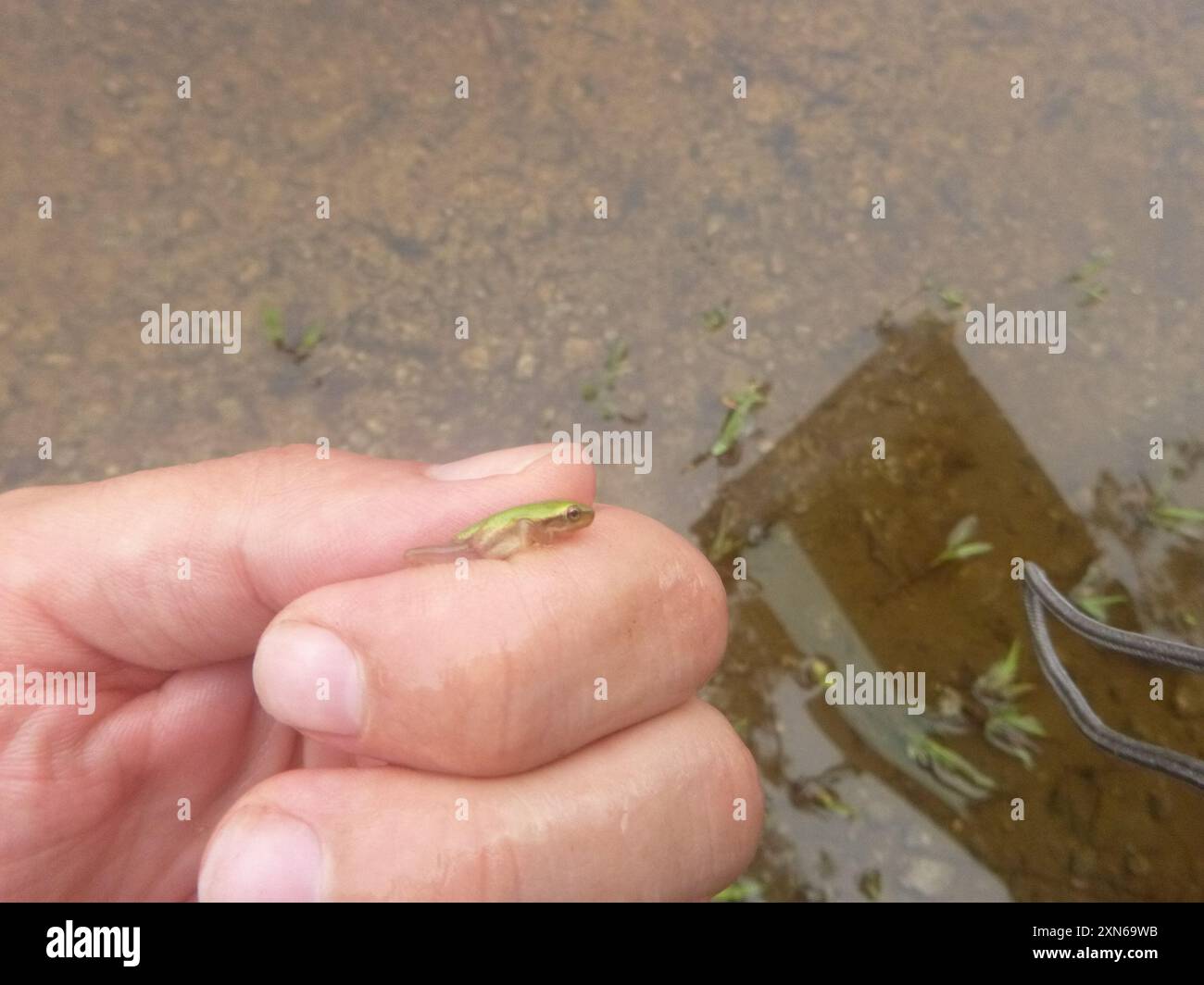 Holarctic Treefrogs (Hyla) Amphibia Stock Photo - Alamy