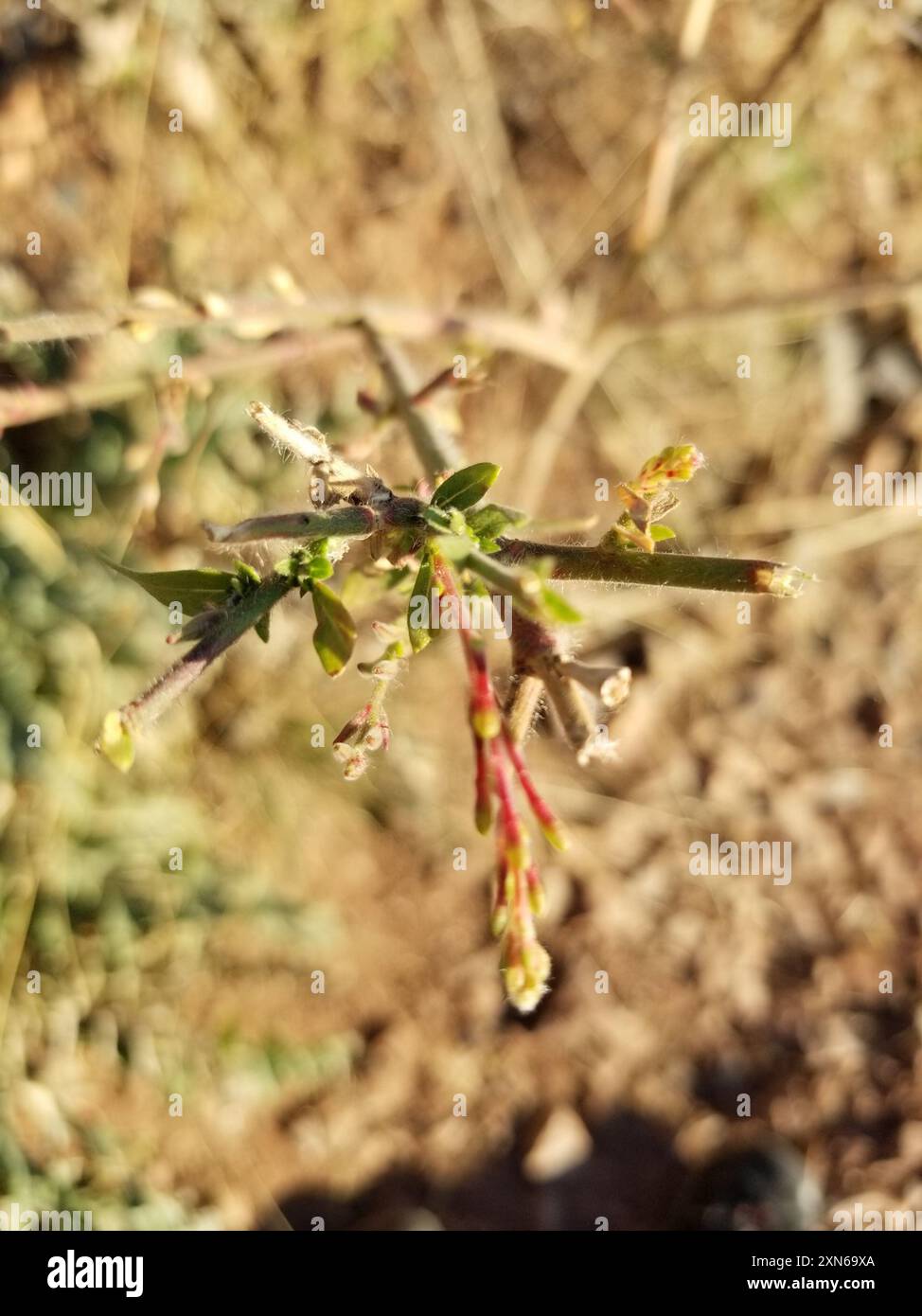 velvetweed (Oenothera curtiflora) Plantae Stock Photo - Alamy
