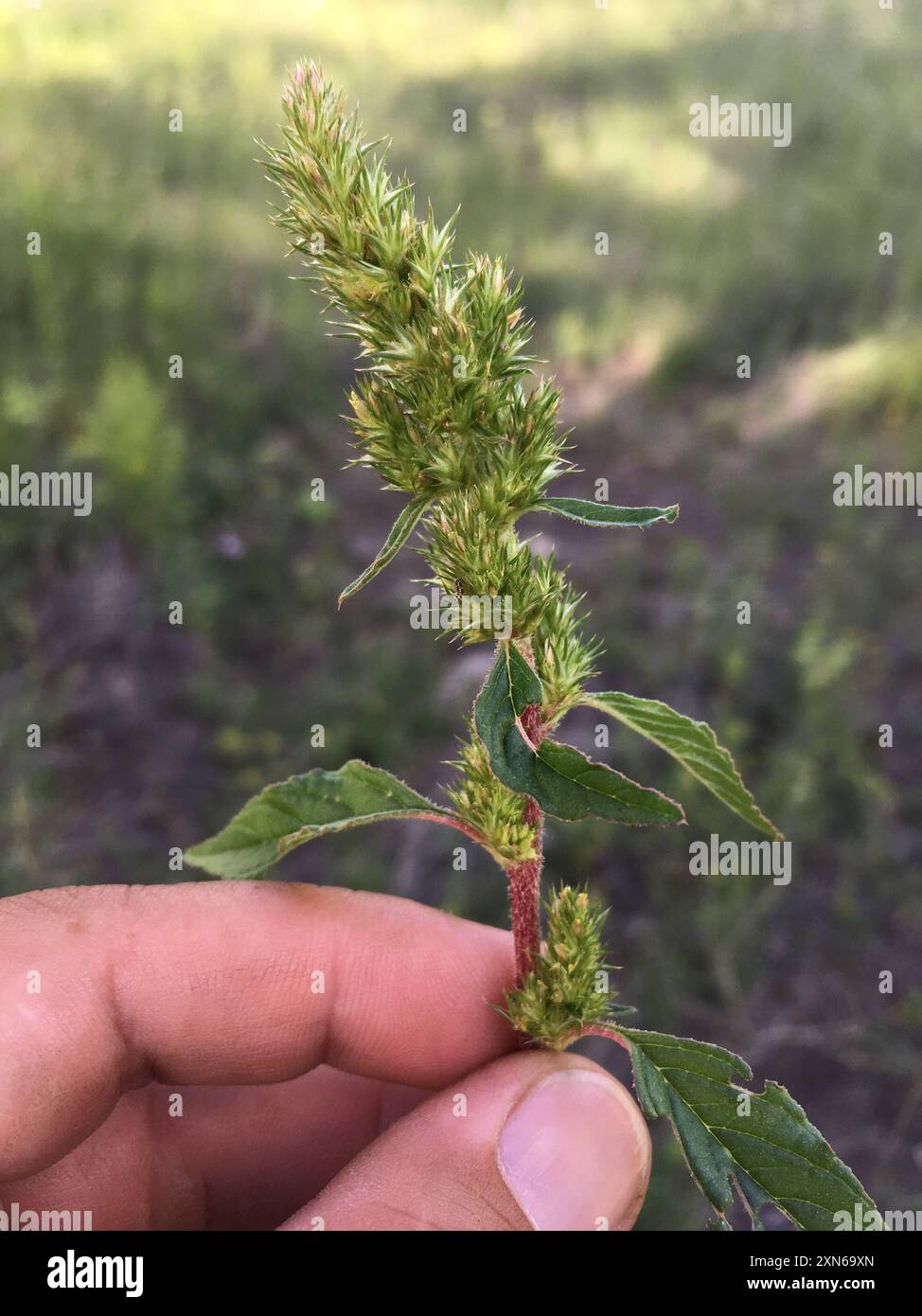 powell's amaranth (Amaranthus powellii) Plantae Stock Photo - Alamy