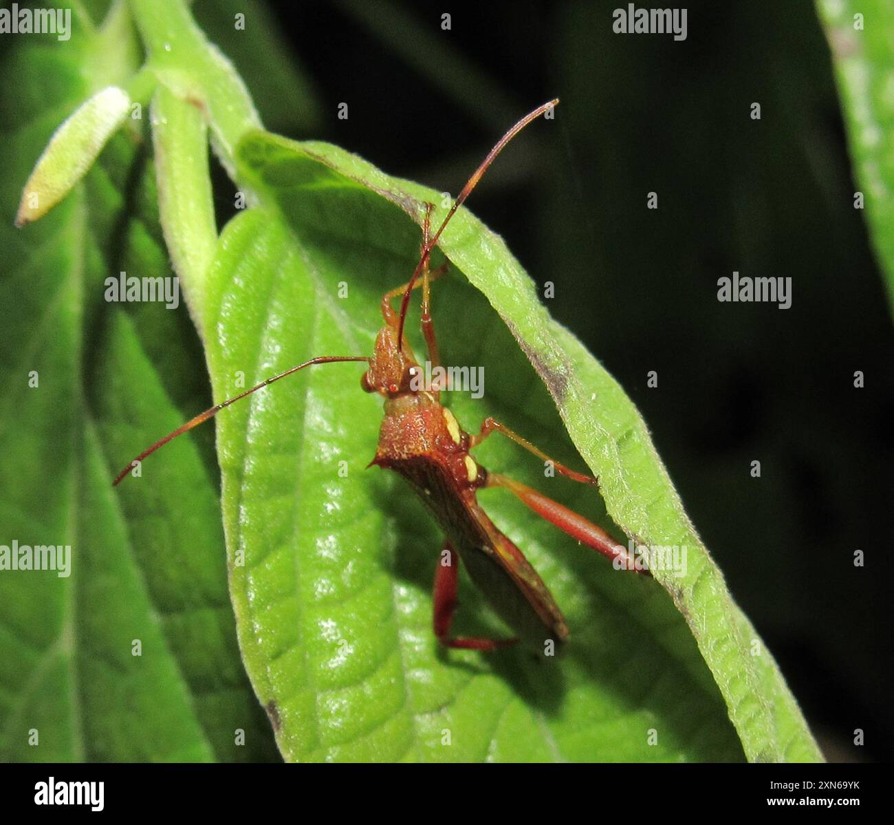 Hyalymenus hi-res stock photography and images - Alamy