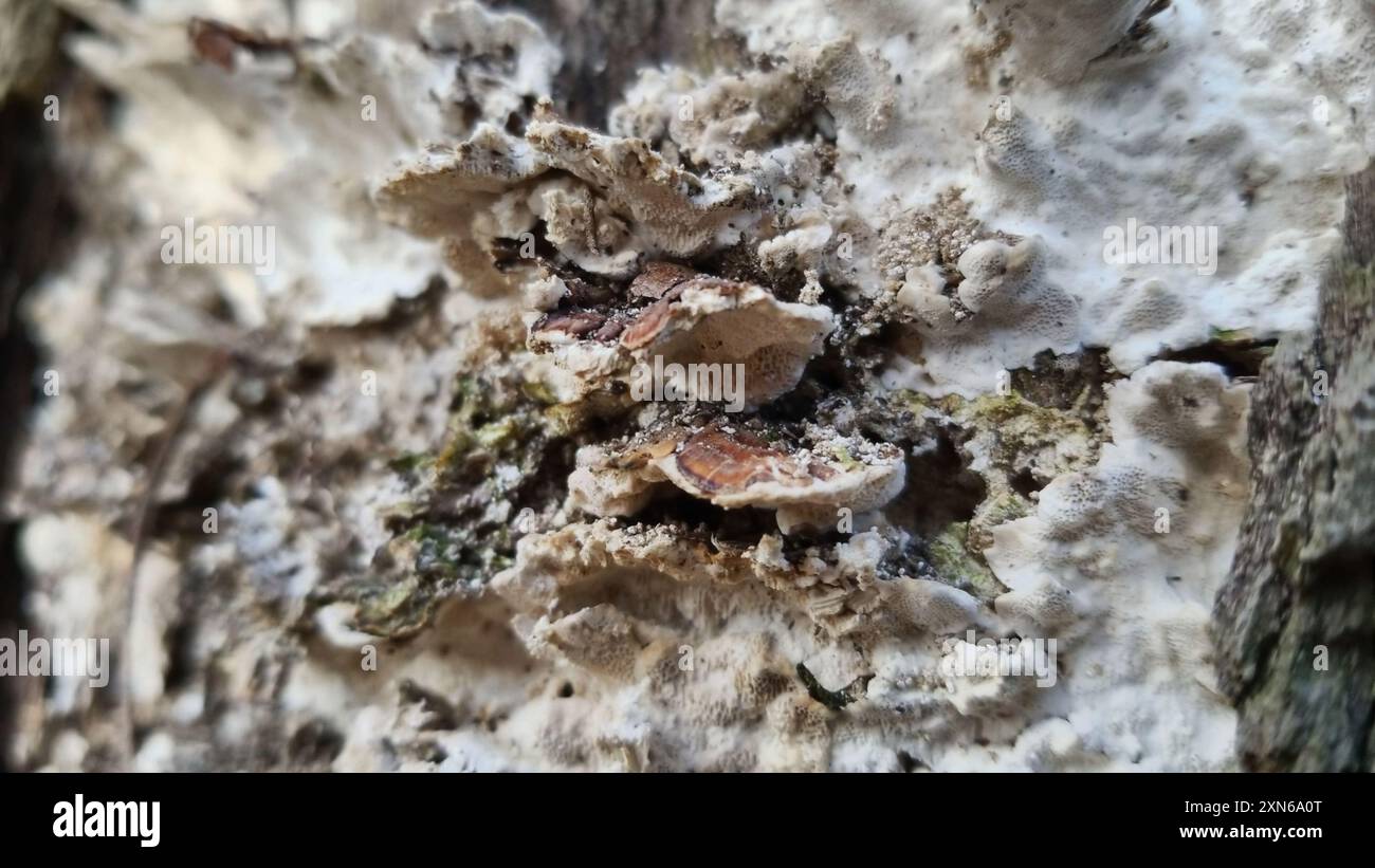split porecrust (Xylodon paradoxus) Fungi Stock Photo - Alamy