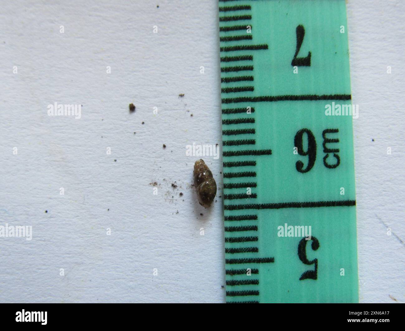 Cochlicopa lubrica hi-res stock photography and images - Alamy