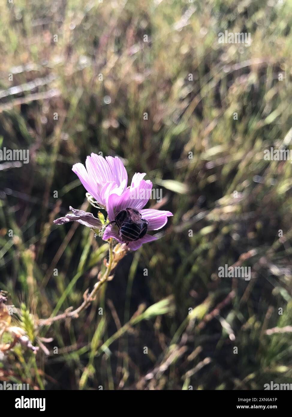 checkerbloom (Sidalcea malviflora) Plantae Stock Photo - Alamy