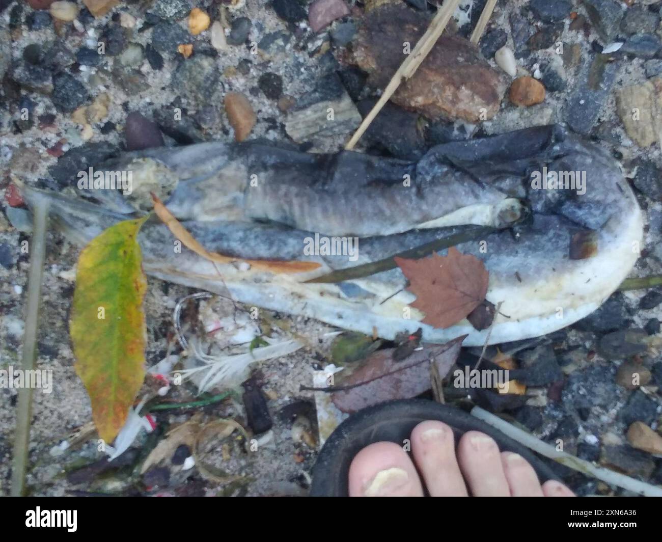 American Eel (Anguilla rostrata) Actinopterygii Stock Photo - Alamy