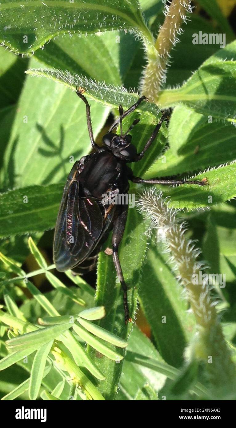Clubbed Mydas Fly (Mydas clavatus) Insecta Stock Photo - Alamy