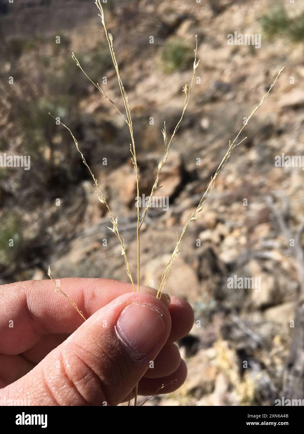 hall panicum (Panicum hallii) Plantae Stock Photo - Alamy