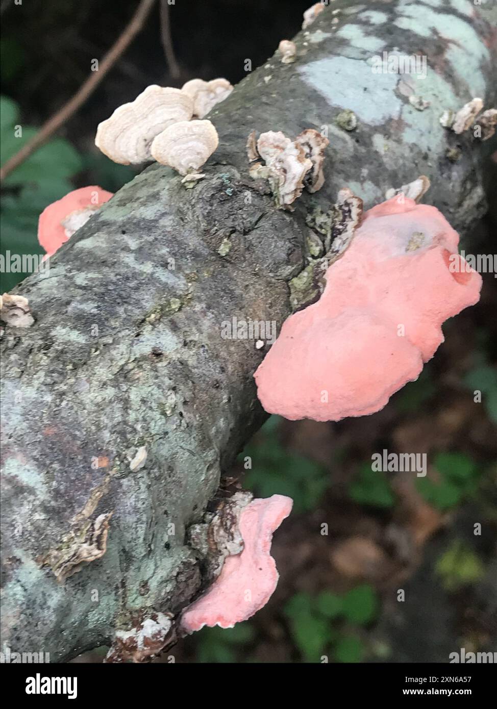 Coral-pink Merulius (Phlebia incarnata) Fungi Stock Photo - Alamy