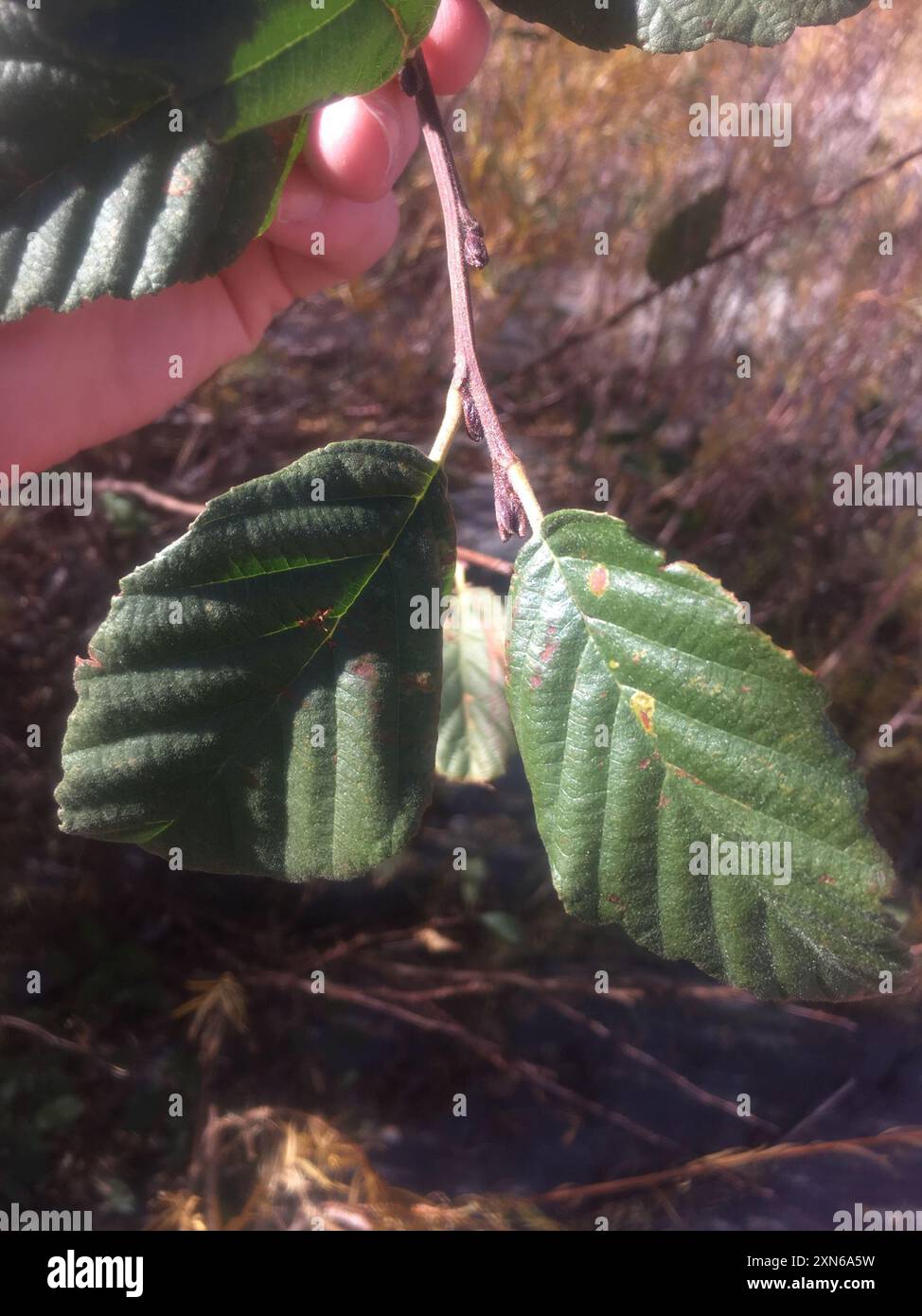 white alder (Alnus rhombifolia) Plantae Stock Photo - Alamy