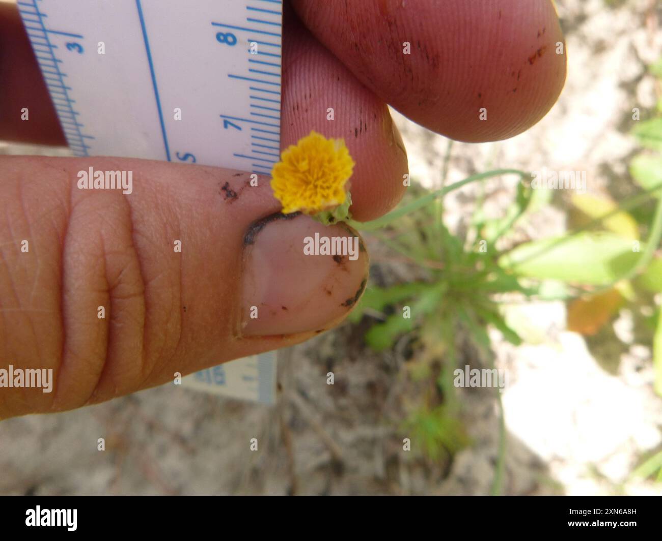 Smooth Cat's Ear (Hypochaeris glabra) Plantae Stock Photo - Alamy
