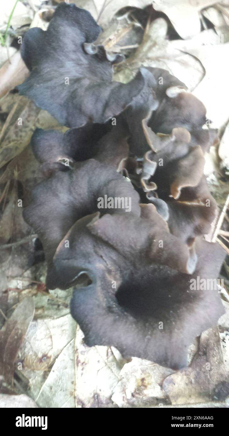 Eastern Black Trumpet (Craterellus fallax) Fungi Stock Photo - Alamy
