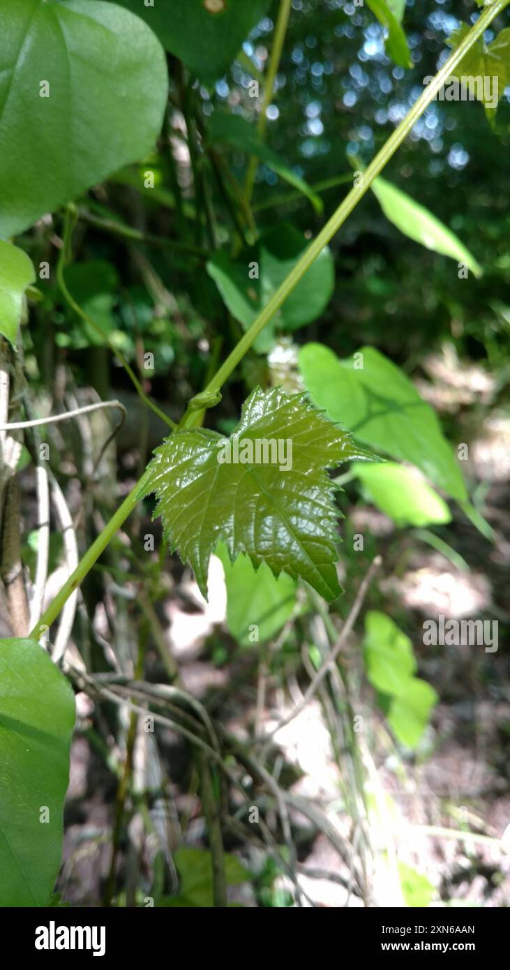 frost grape (Vitis vulpina) Plantae Stock Photo - Alamy