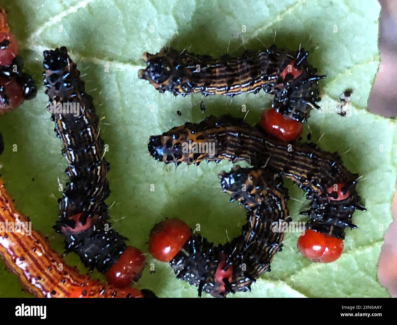 Red-humped Caterpillar Moth (Oedemasia concinna) Insecta Stock Photo ...