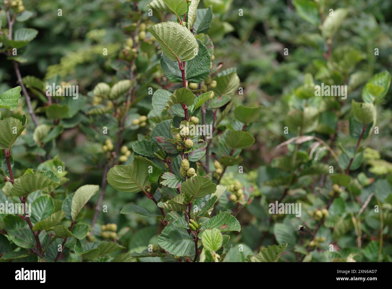 mountain alder (Alnus alnobetula crispa) Plantae Stock Photo - Alamy