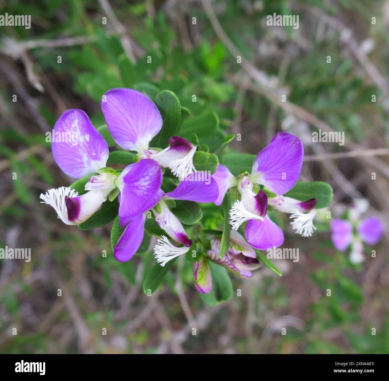 Septemberbush (Polygala myrtifolia myrtifolia) Plantae Stock Photo - Alamy