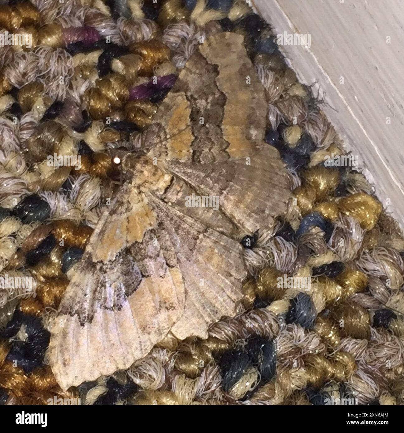 Barberry Geometer Moth (Rheumaptera meadii) Insecta Stock Photo - Alamy