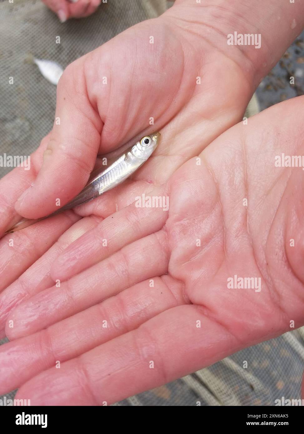 Atlantic Silverside (Menidia menidia) Actinopterygii Stock Photo - Alamy