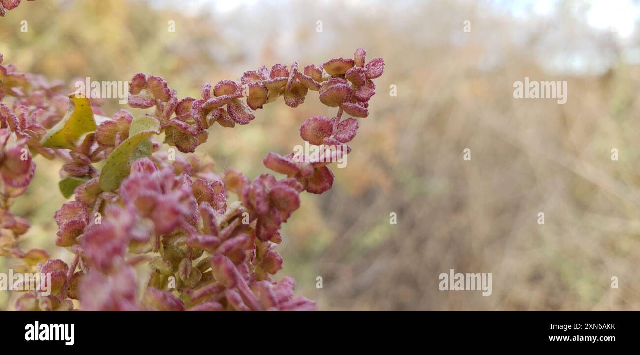 big saltbush (Atriplex lentiformis) Plantae Stock Photo - Alamy