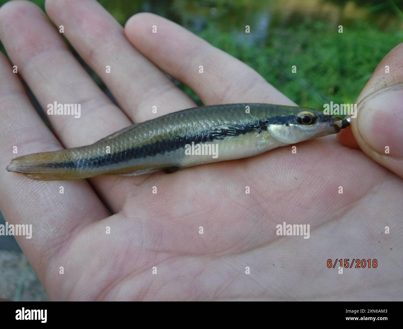 Blackstripe Topminnow (Fundulus notatus) Actinopterygii Stock Photo - Alamy