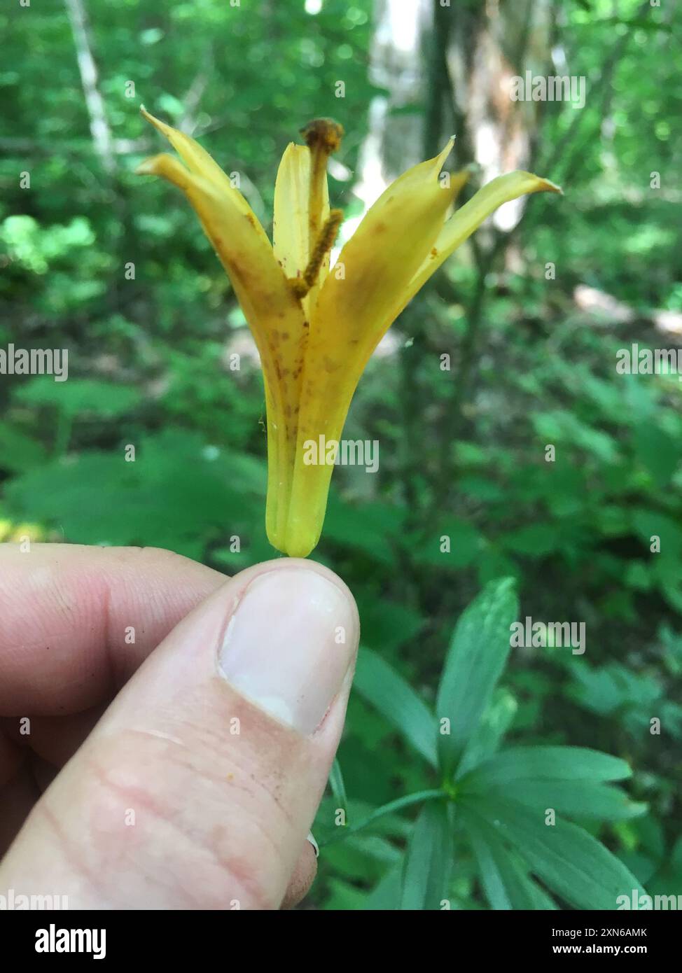 Canada lily (Lilium canadense) Plantae Stock Photo - Alamy
