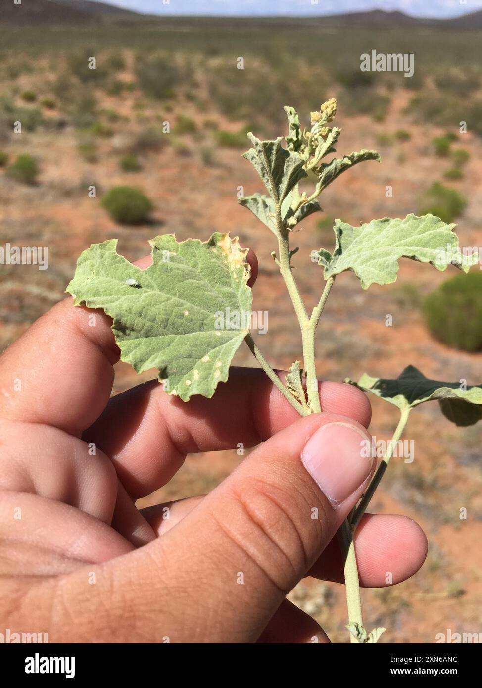 gray globemallow (Sphaeralcea incana) Plantae Stock Photo - Alamy