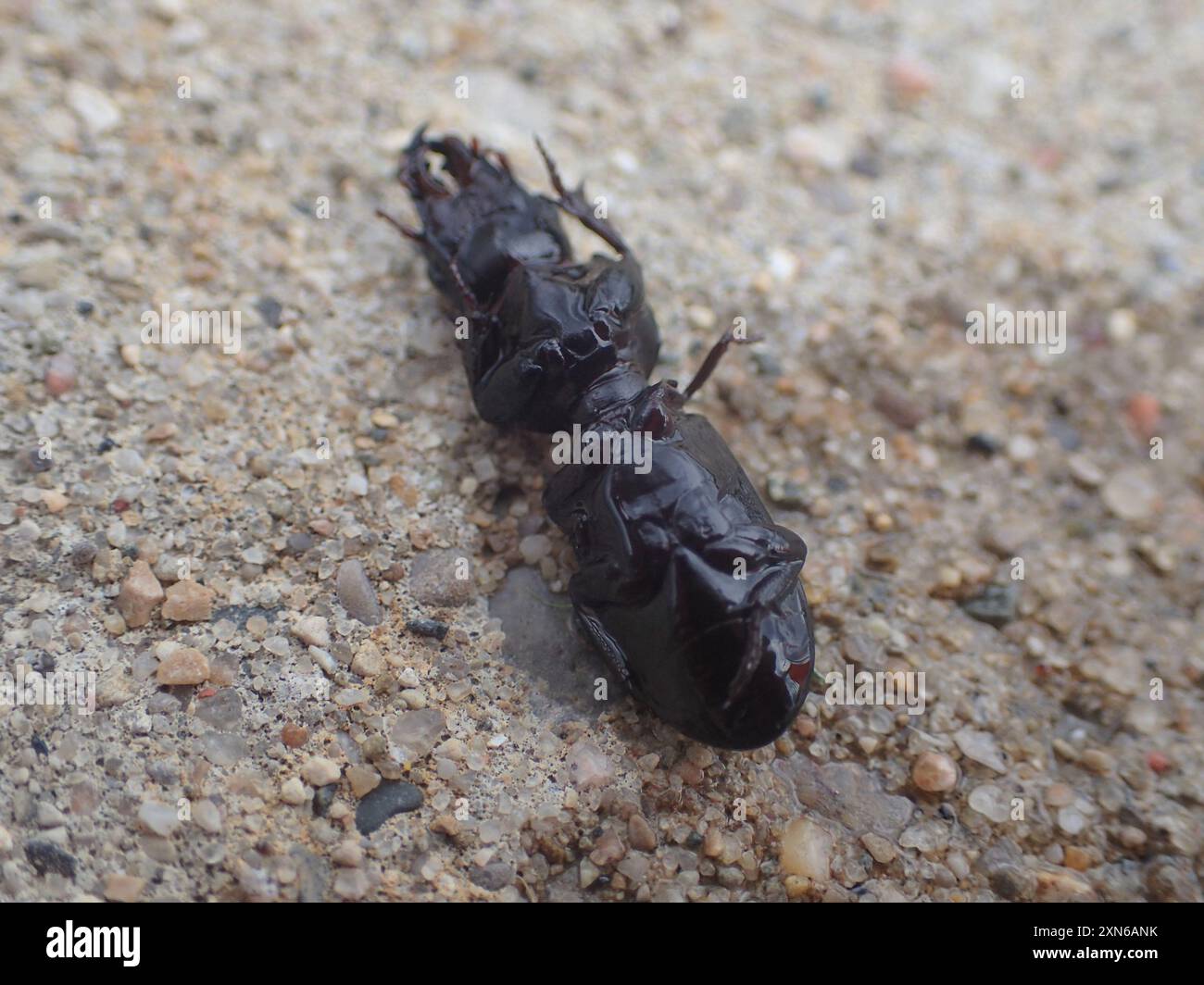 Big-headed Ground Beetle (Scarites subterraneus) Insecta Stock Photo ...